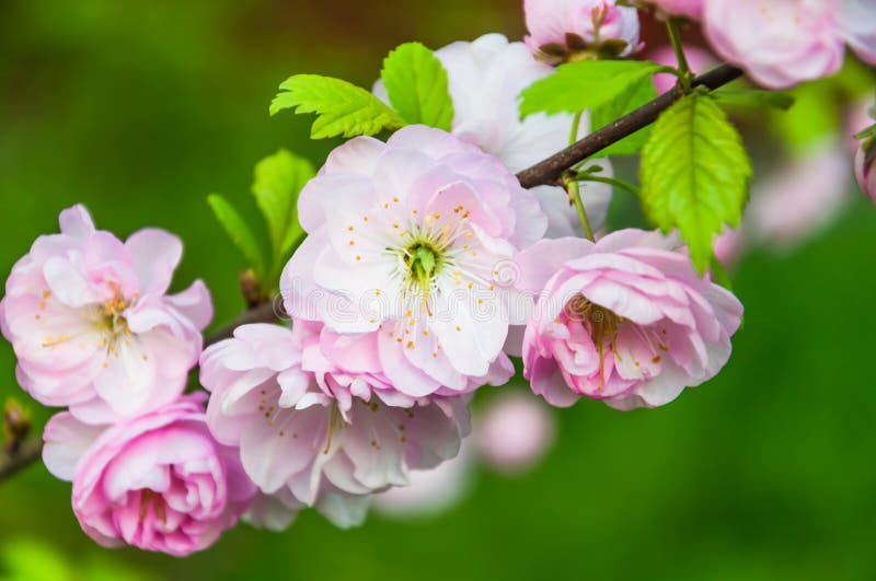 Decorative Almonds Prunus Triloba in Bloom Stock Photo - Image of ...