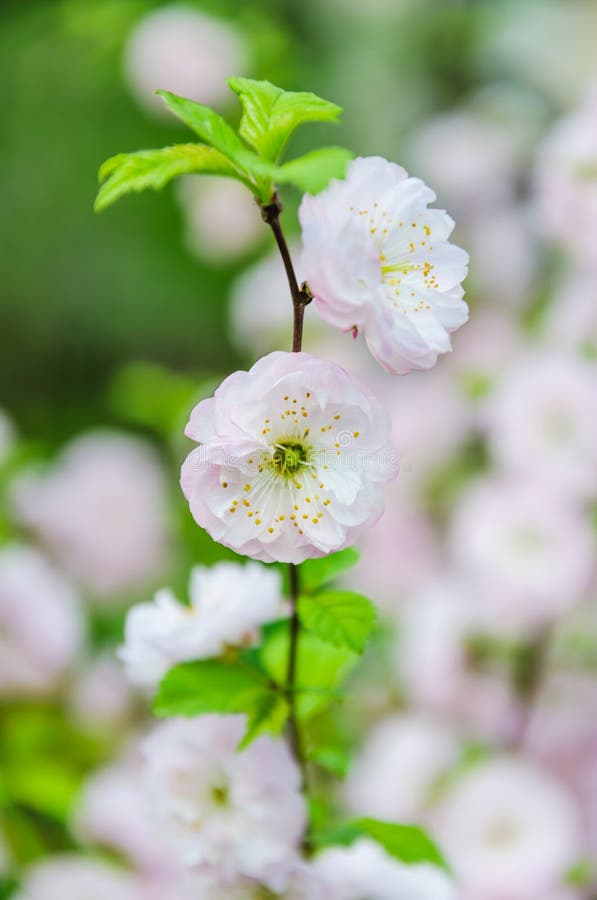 Decorative Almonds Prunus Triloba in Bloom Stock Photo - Image of plum ...