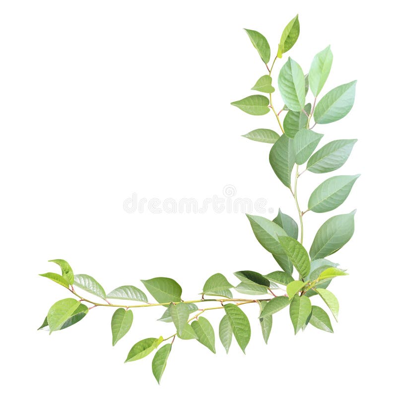 Decorative Angle with Branch with Green Leaves Stock Photo - Image of ...