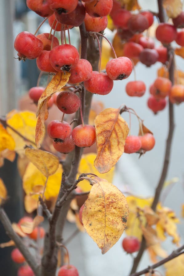Decorative Apple Tree in Bloom Stock Image - Image of season, bloom ...