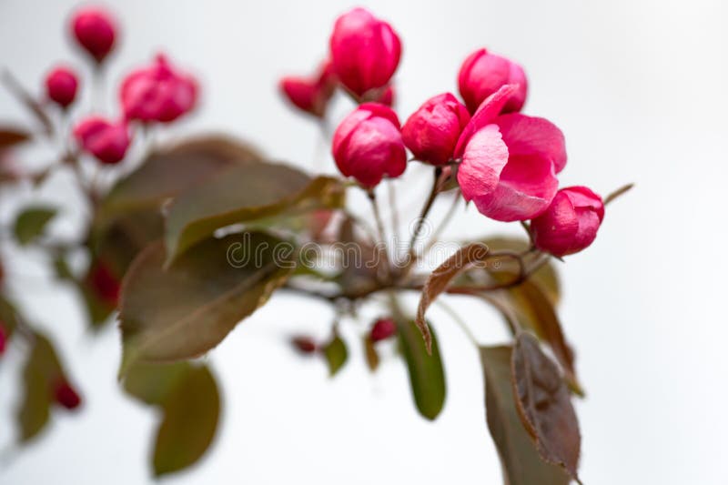 Decorative Apple Tree Blooms with Purple Flowers Isolate, Spring ...