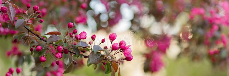 Decorative Apple Tree (Malus Rudolph), Bright Purple Flower Buds on a ...