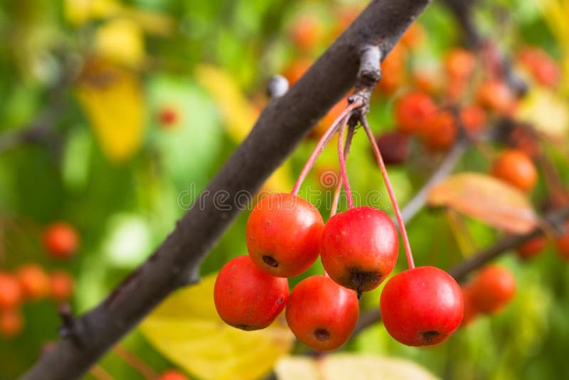 Decorative apples stock photo. Image of decorative, berries - 16799388