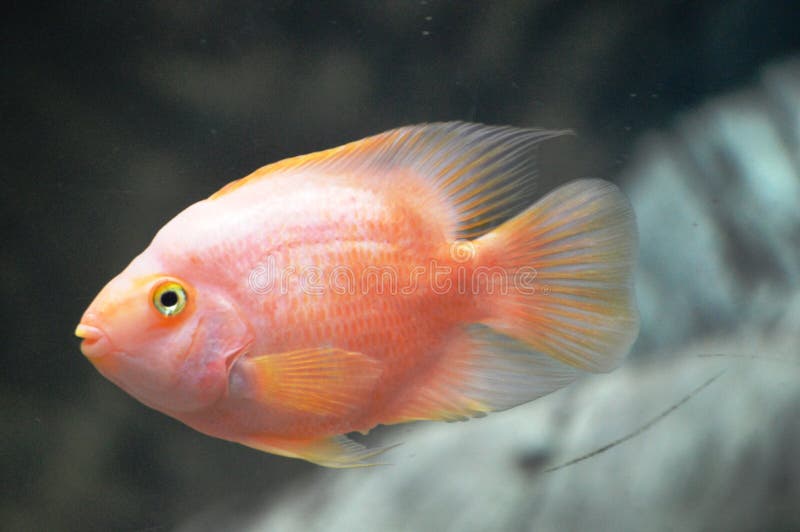 Decorative aquarium fish stock photo. Image of domestic - 264609474