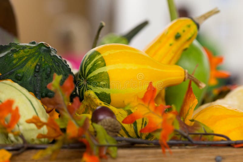 Gourds in Basket stock photo. Image of gourds, still, halloween - 2784066