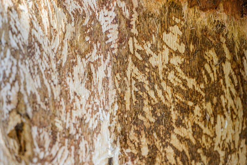 Decorative Background Texture of a Tree Trunk without Bark Stock Photo ...