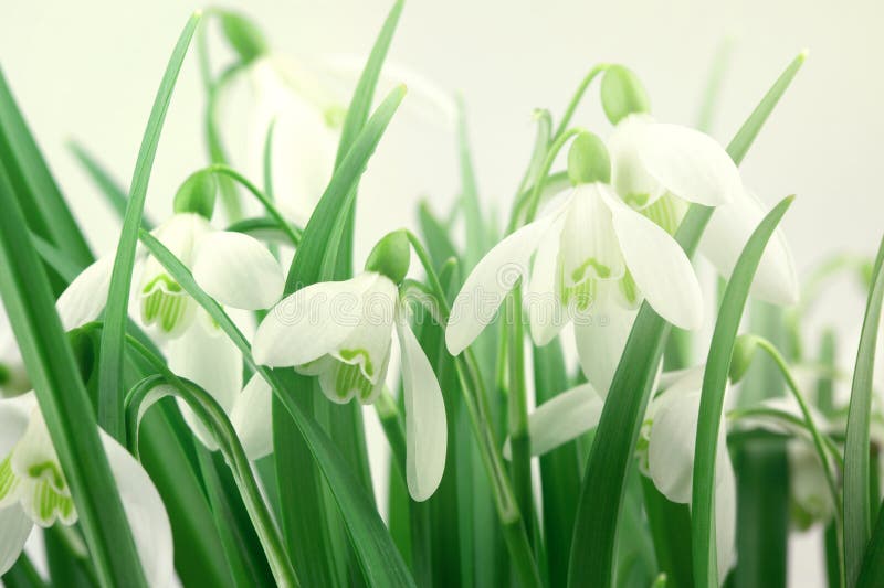 Decorative Basket with a High Handle with a Large Bouquet of Snowdrops ...