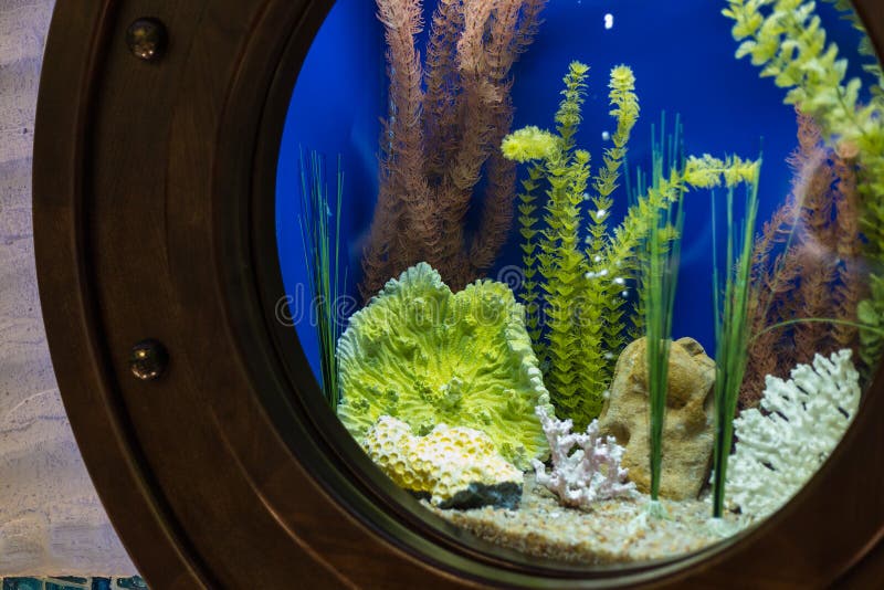 Decorative Beautiful Aquarium of a Round Shape Close-up Stock Image ...