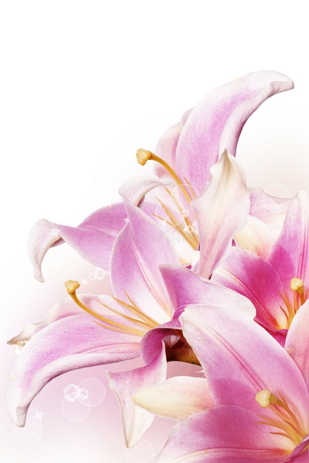 Decorative Beautiful Pink Lily Stock Image - Image of beauty ...