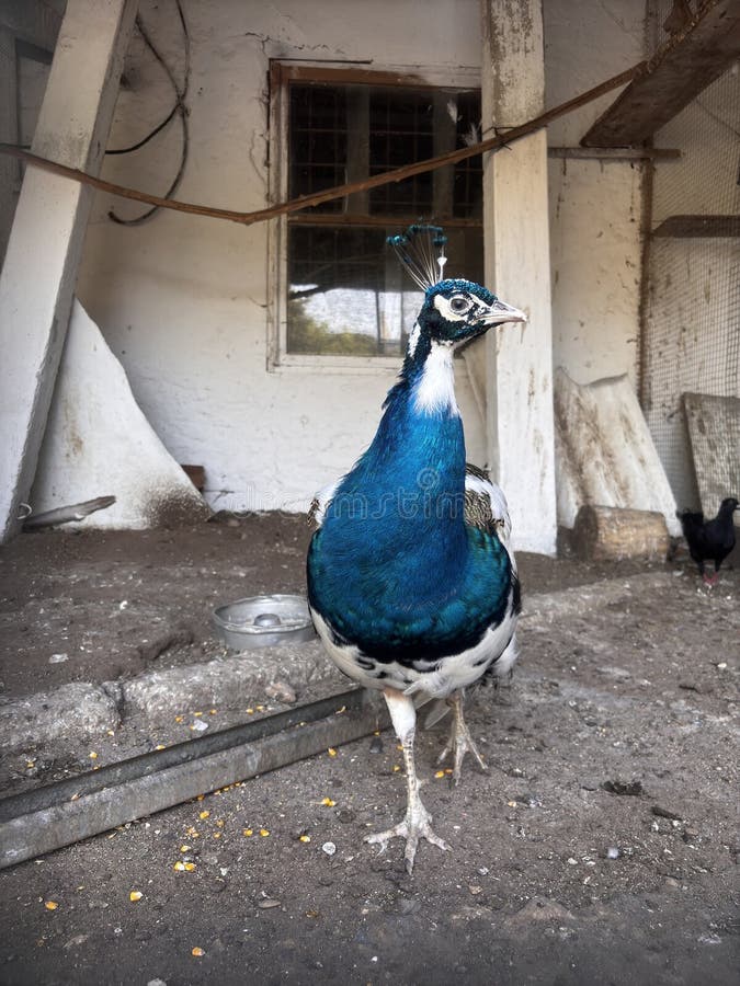 Decorative Birds in Cages at the Zoo. Beautiful Birds in an Aviary ...