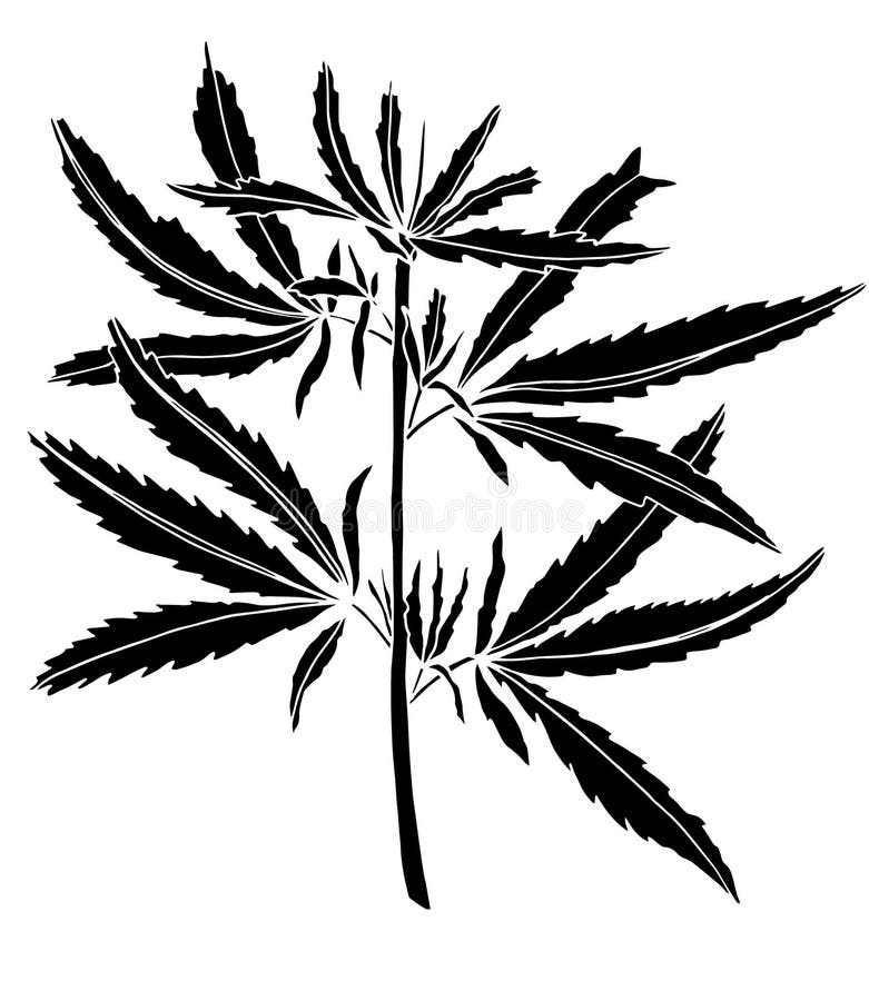 Decorative Black Trafaret Branch of Big Hemp with Leaves Stock ...