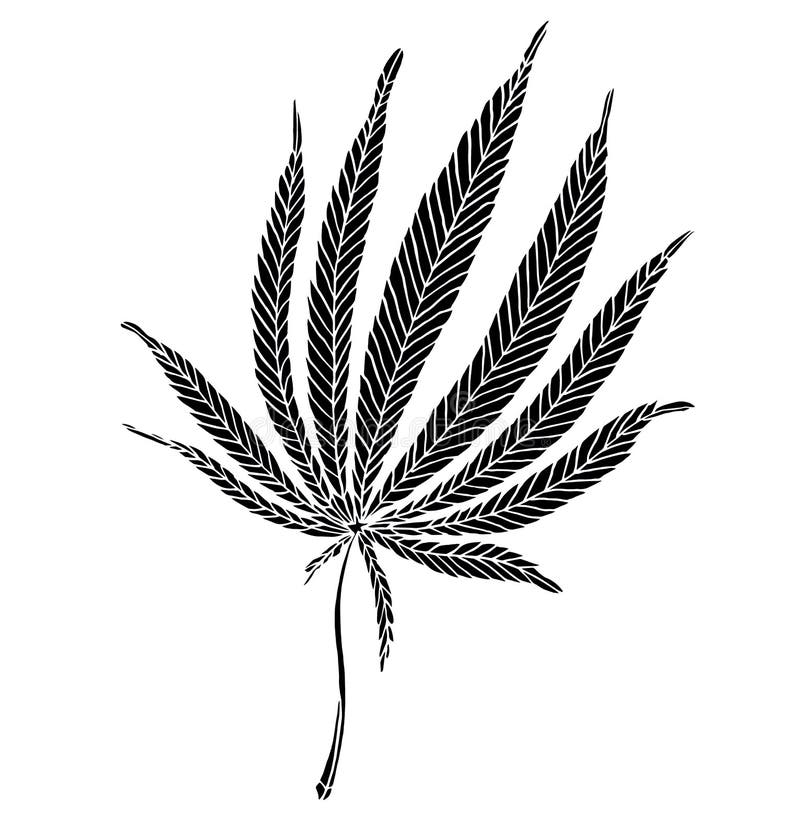 Decorative Black Leaf Ink Hand Drawing Illustration From Poplar Tree ...