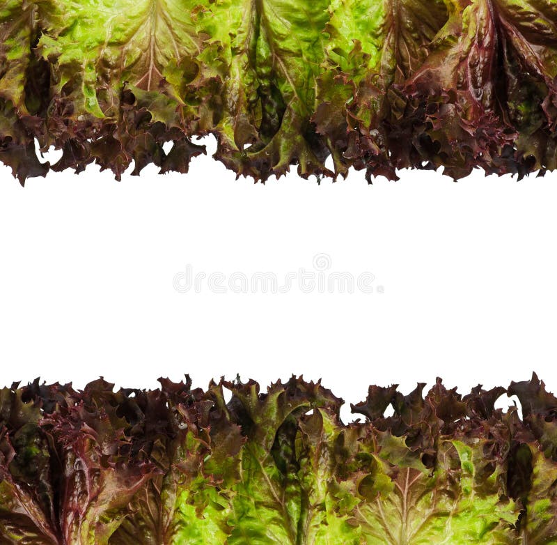 373 Leaves Lettuce Border Photos - Free & Royalty-Free Stock Photos ...