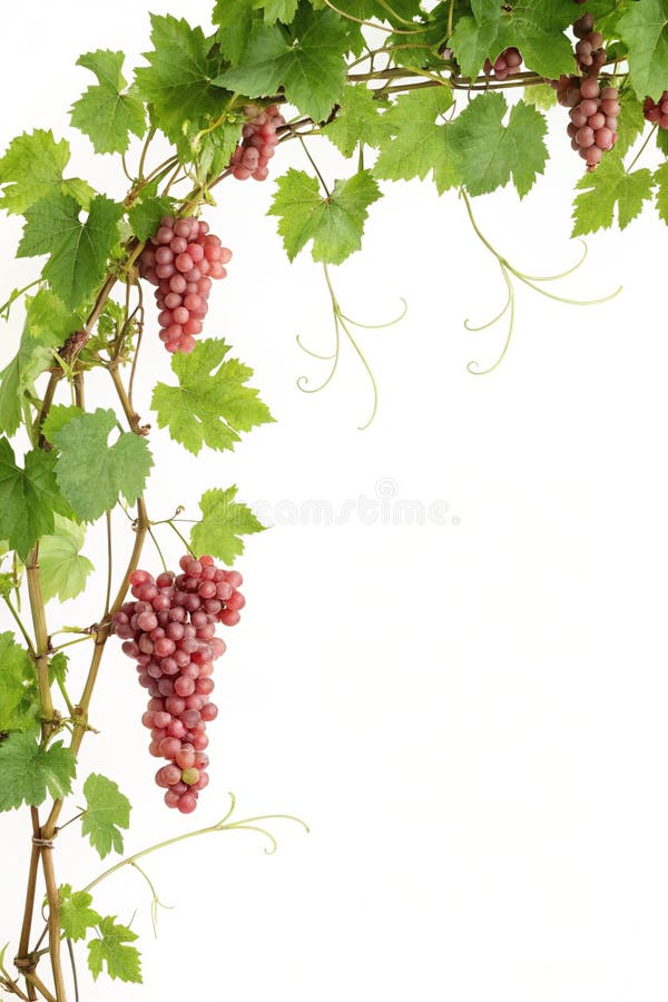 Grapevine Border with Grapes Stock Illustration - Illustration of ...