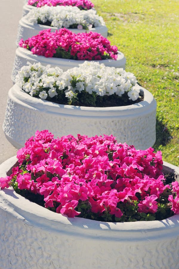 Decorative Bowls with Flowers Stock Image - Image of fine, annual: 38183251