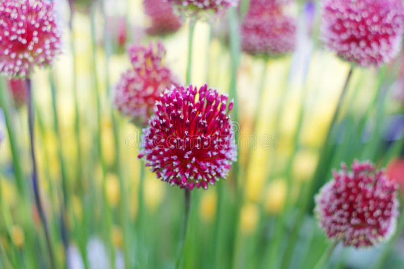 Decorative bows alliums. stock image. Image of flora - 51661435