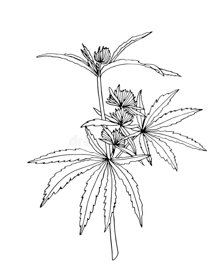 Decorative Branch of Big Hemp with Leaves Stock Illustration ...