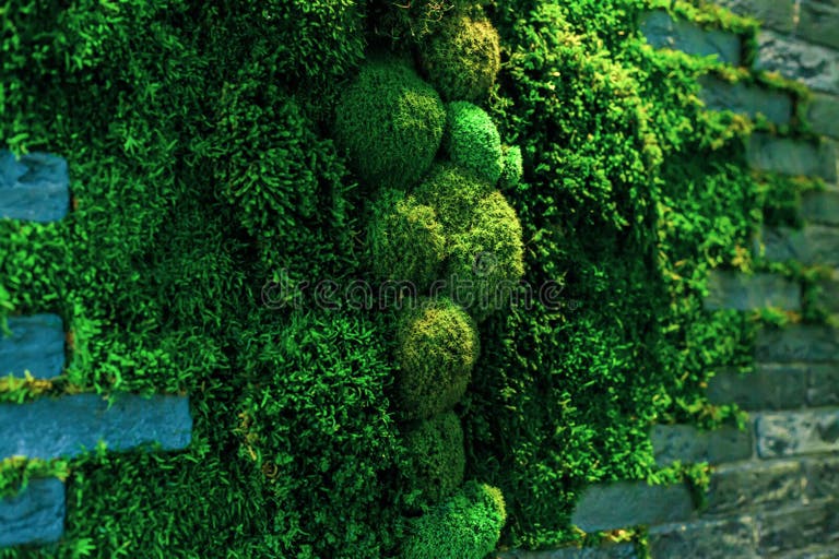 630 Moss Office Wall Stock Photos - Free & Royalty-Free Stock Photos ...
