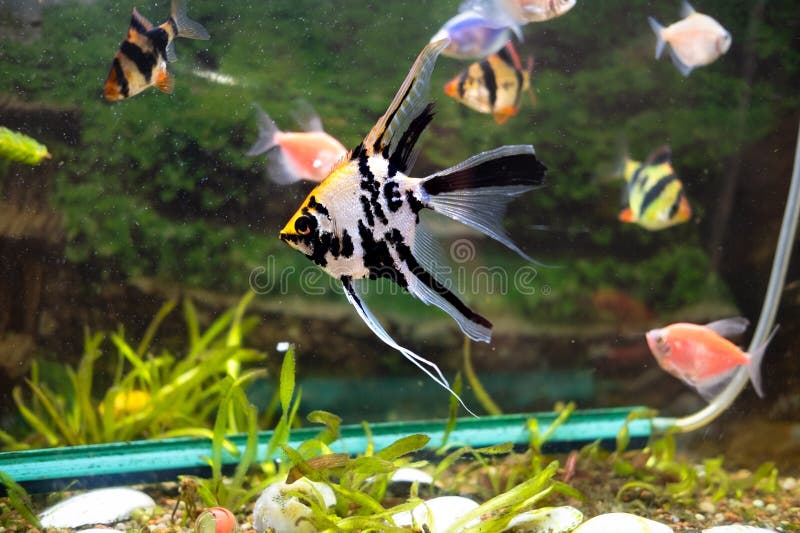 Decorative bright tulips stock image. Image of decorative - 165582623