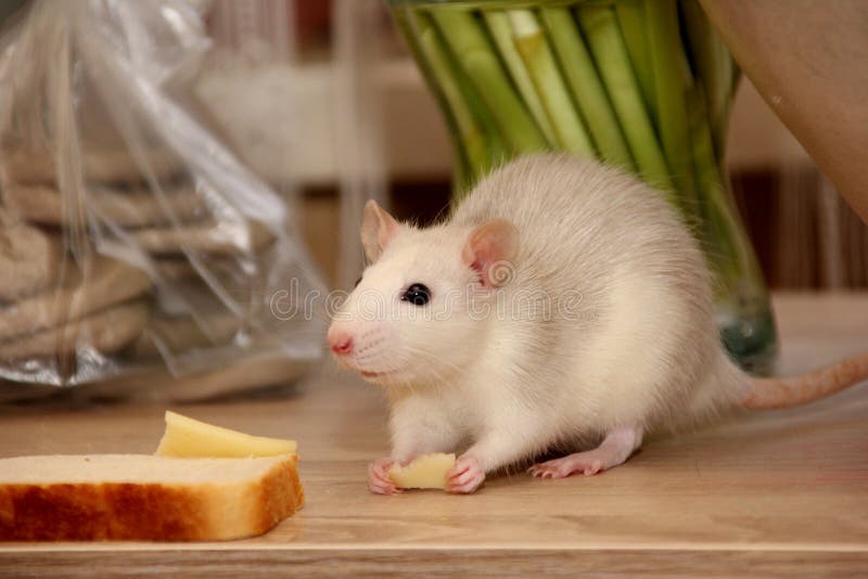 Decorative Brown Rat is Looking for Something To Eat Stock Image ...
