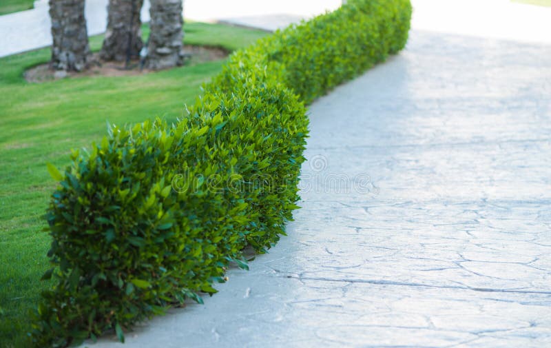 Bush along walking path stock image. Image of landscape - 151438823