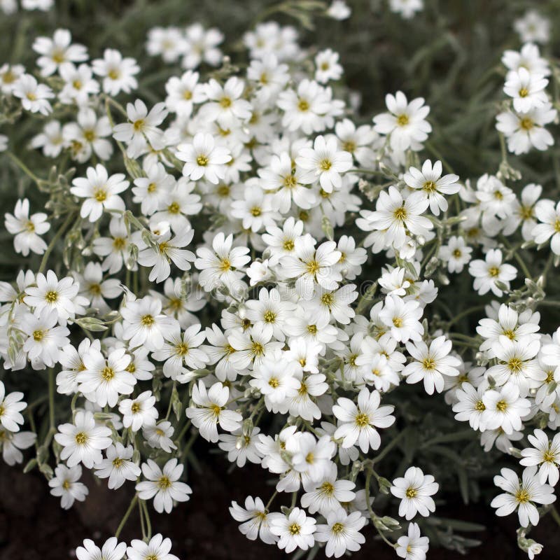 Decorative Bush Blooms in White Beautiful Flowers Stock Image - Image ...