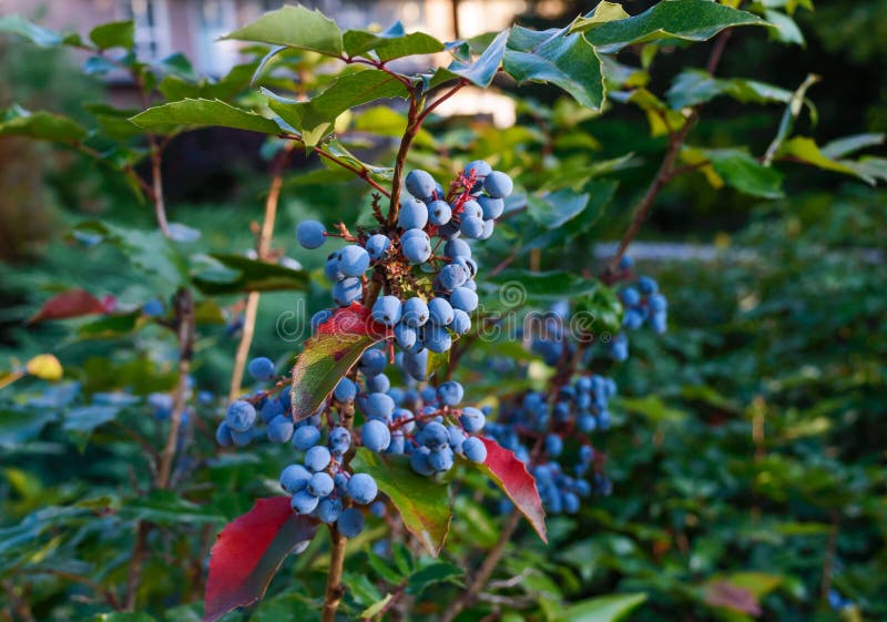 Garden Evergreen Bush with Blue Berries and Green Leaves Stock Image ...