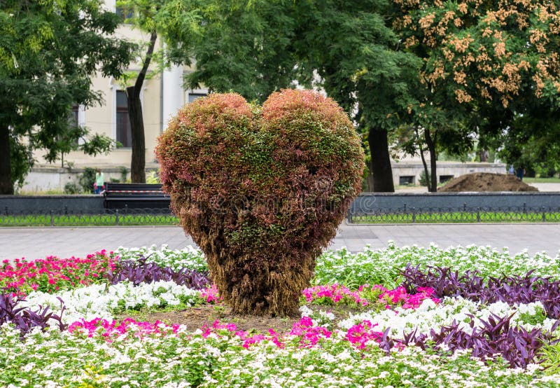 155 Heart Shape Bush Park Green Fresh Stock Photos - Free & Royalty ...