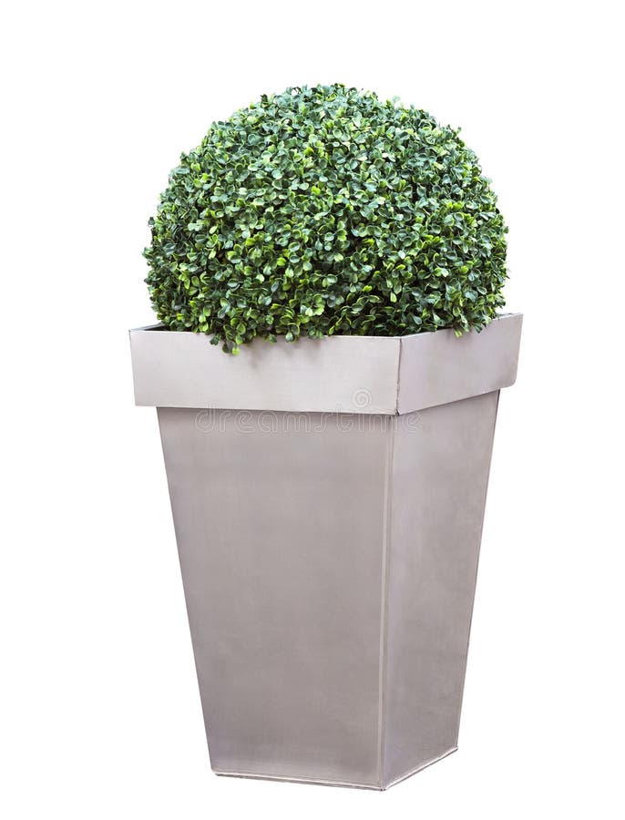 Decorative bush in a pot stock photo. Image of flora - 112519884