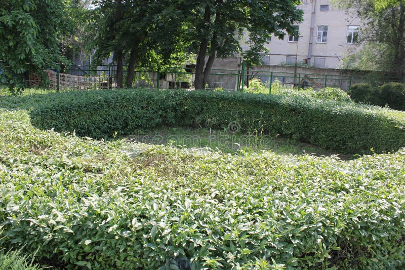 Decorative Bush of a Growing Hosta in a Flower Bed in a Summer Garden ...