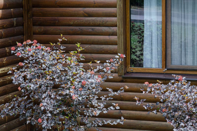 Decorative Bush Under the Window of a House Made of Wood No People ...