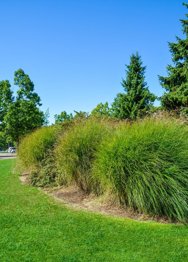 Decorative Bushes of Grass within the Landscape of Park Zone. Stock ...