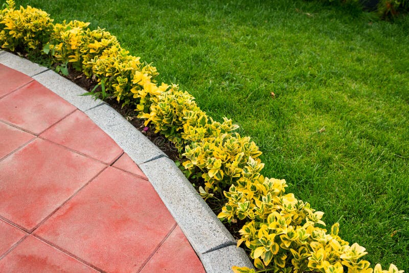 Decorative Bushes Near the Path Stock Photo - Image of bushes ...