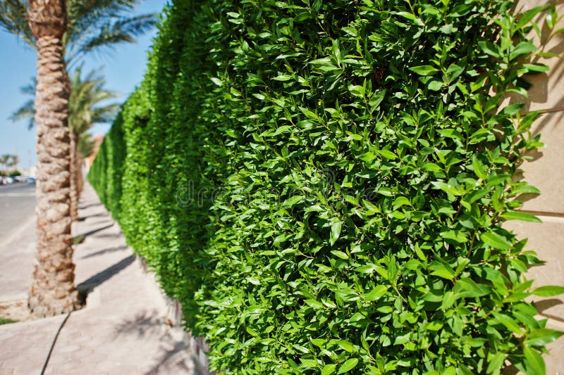 Bushes as wall in line stock image. Image of bush, line - 24436511