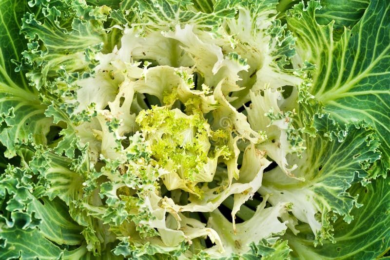 Decorative cabbage stock image. Image of closeup, vegetable - 20969217