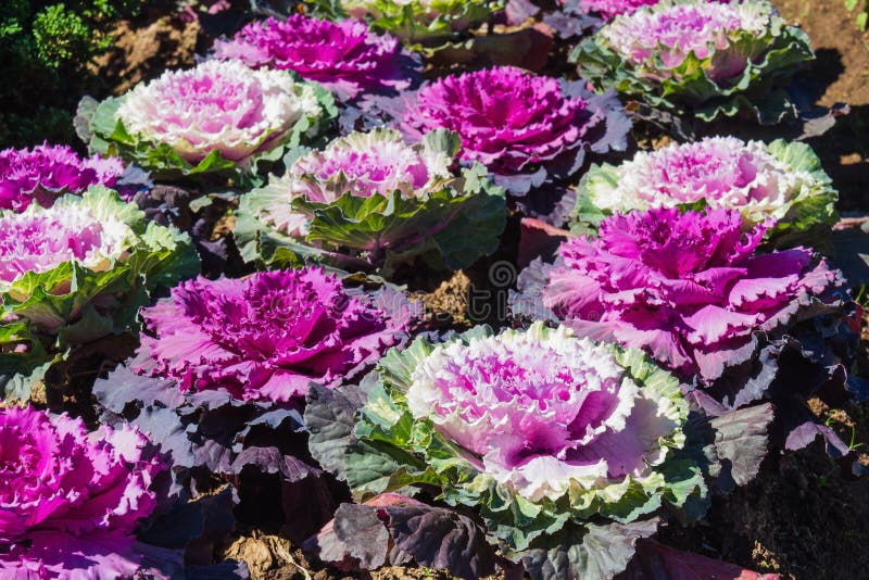 Decorative cabbage stock image. Image of plant, decoration - 28328829
