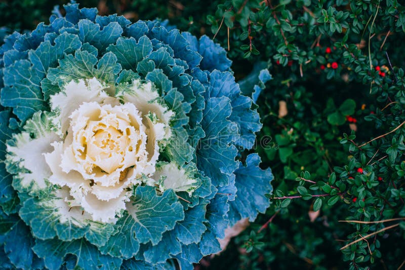 Decorative cabbage border stock photo. Image of border - 3153260