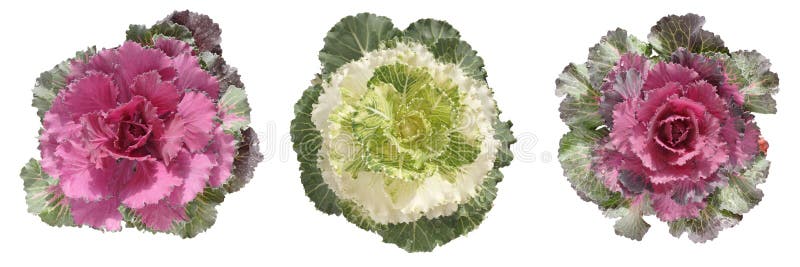 Decorative cabbage border stock photo. Image of border - 3153260