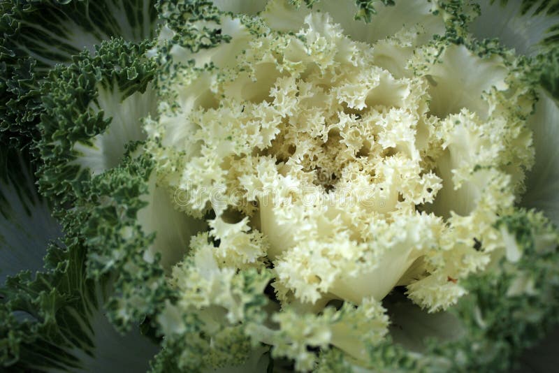 Decorative Cabbage Close-up Stock Image - Image of soft, lace: 28473465