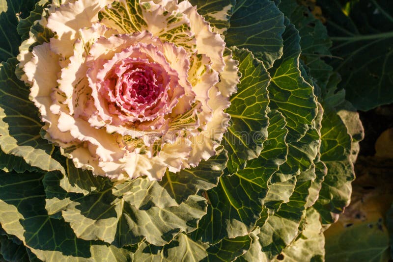 Decorative cabbage stock photo. Image of growing, growth - 100708504