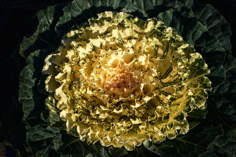 Decorative cabbage stock image. Image of foliage, colorful - 100731561