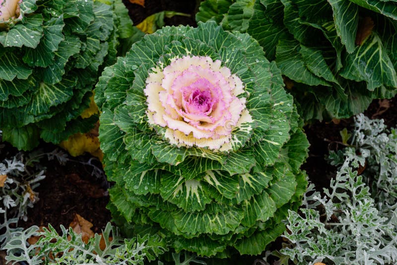 Decorative cabbage stock image. Image of summer, outdoor - 149432301