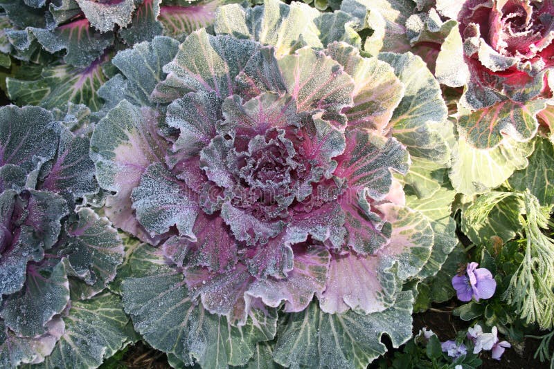 Decorative Cabbage and Drops of Ice Stock Photo - Image of garden ...