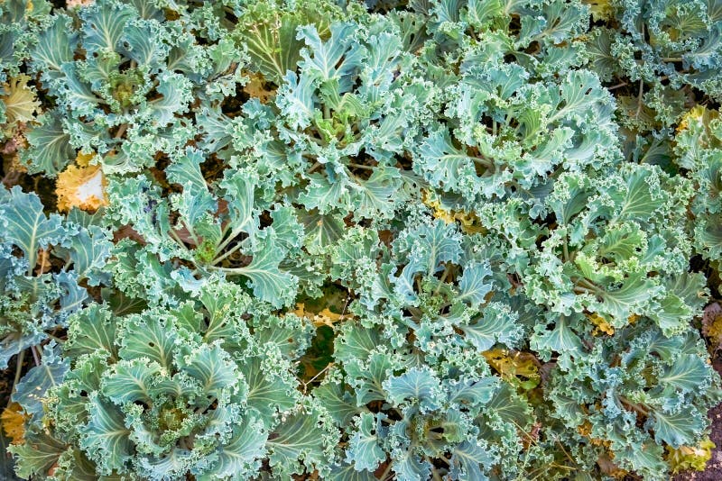 Decorative Cabbage in a Flower Bed Close-up. Brassica Oleracea Stock ...