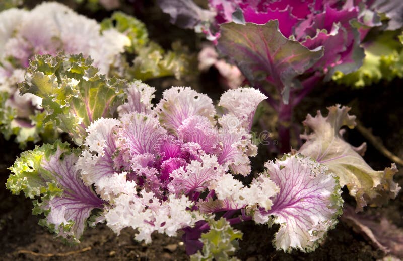 Decorative cabbage stock photo. Image of plant, cabbage - 52466040