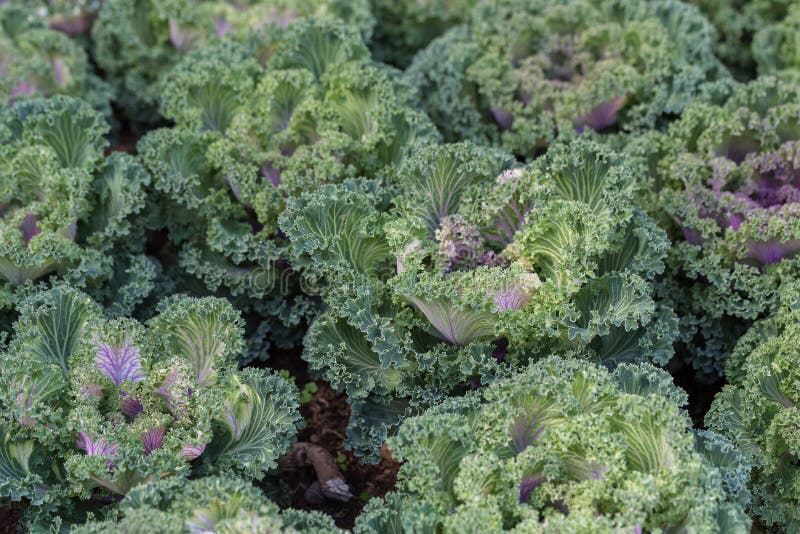 Decorative Cabbage or Kale, Decorative Cabbage Stock Photo - Image of ...