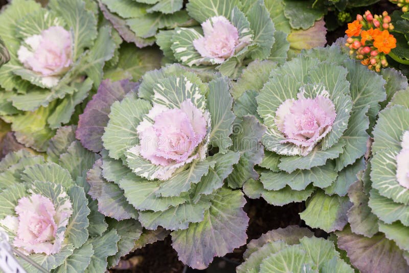 Decorative Cabbage or Kale, Decorative Cabbage Stock Image - Image of ...