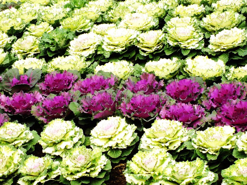 Decorative Cabbage or Kale Decorative Cabbage Stock Photo - Image of ...