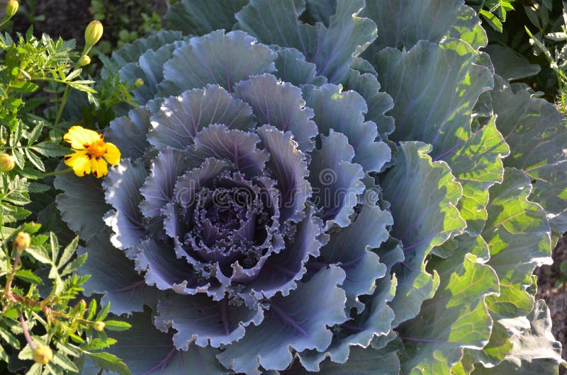 Decorative cabbage stock photo. Image of harvest, nature - 40862564
