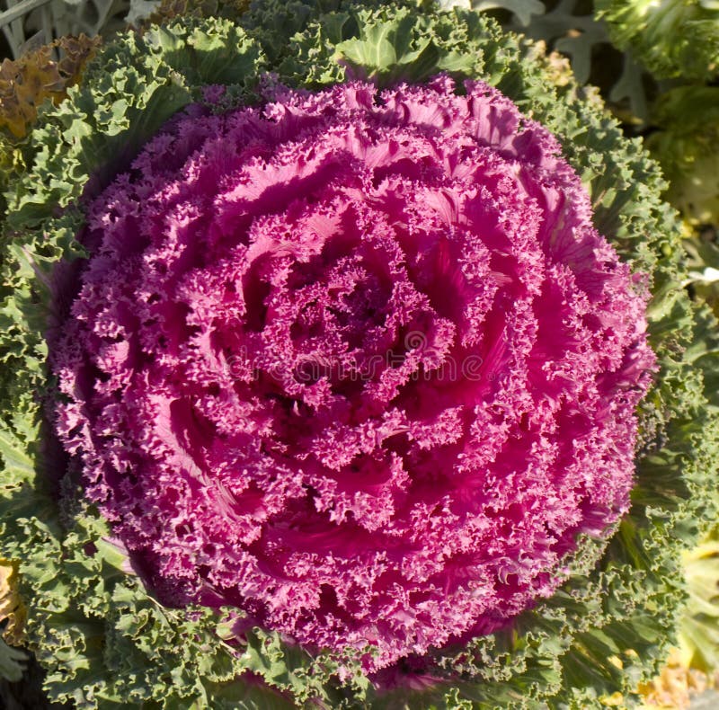 Decorative cabbage stock image. Image of blossom, purple - 35922011
